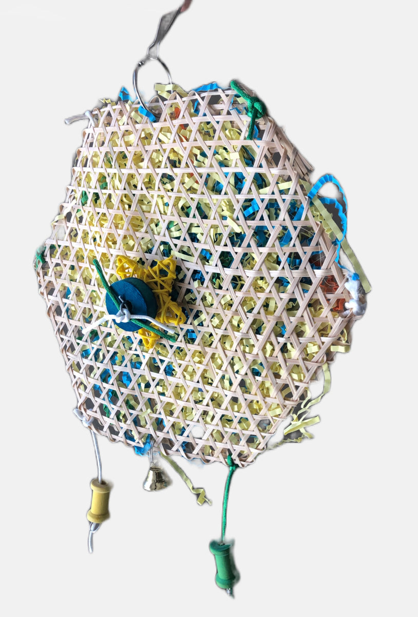 Large foraging star – Reptile Garden SA Online Shop